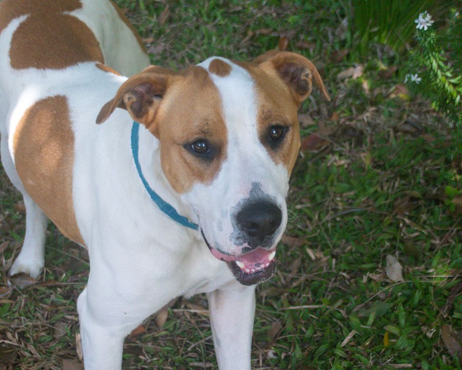 D777 Chief - Large Male Bullmastiff x Bull Arab Mix Dog in NSW - PetRescue