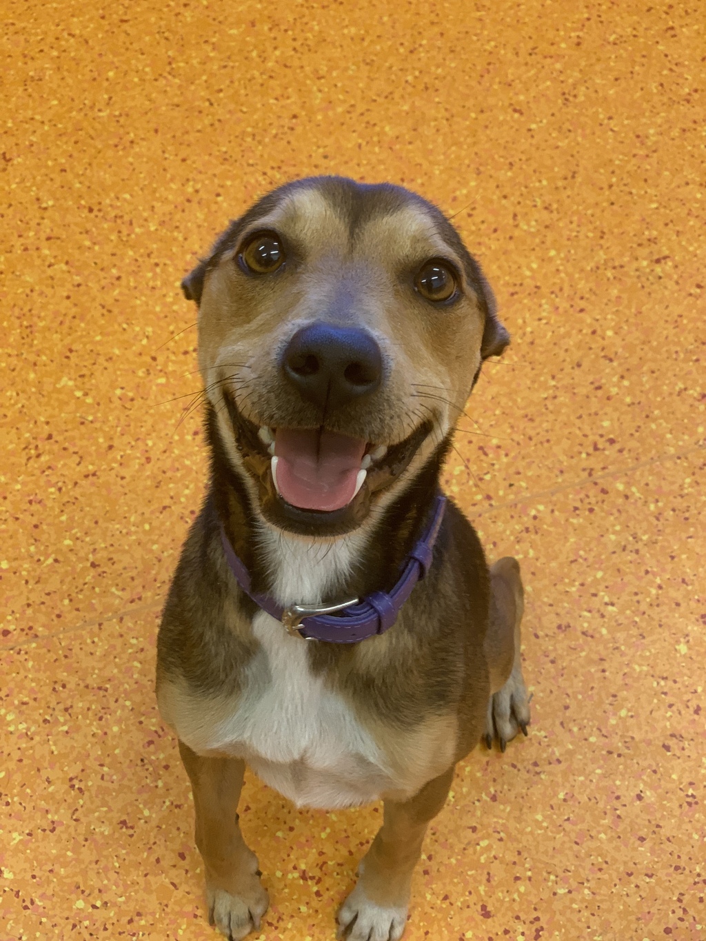Tilly Small Female Kelpie X English Staffordshire Bull Terrier Mix tilly-small-female-kelpie-x-english-staffordshire-bull-terrier-mix