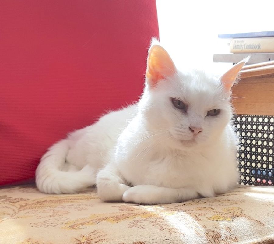 Pushka - Female Domestic Short Hair Cat in NSW - PetRescue