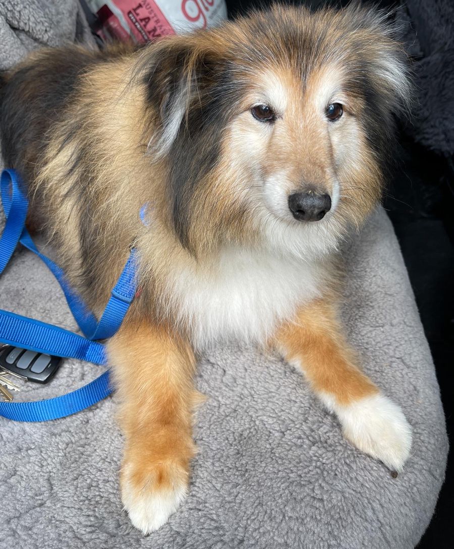 Cappy (short for Captain) - Small Male Sheltie Dog in SA - PetRescue