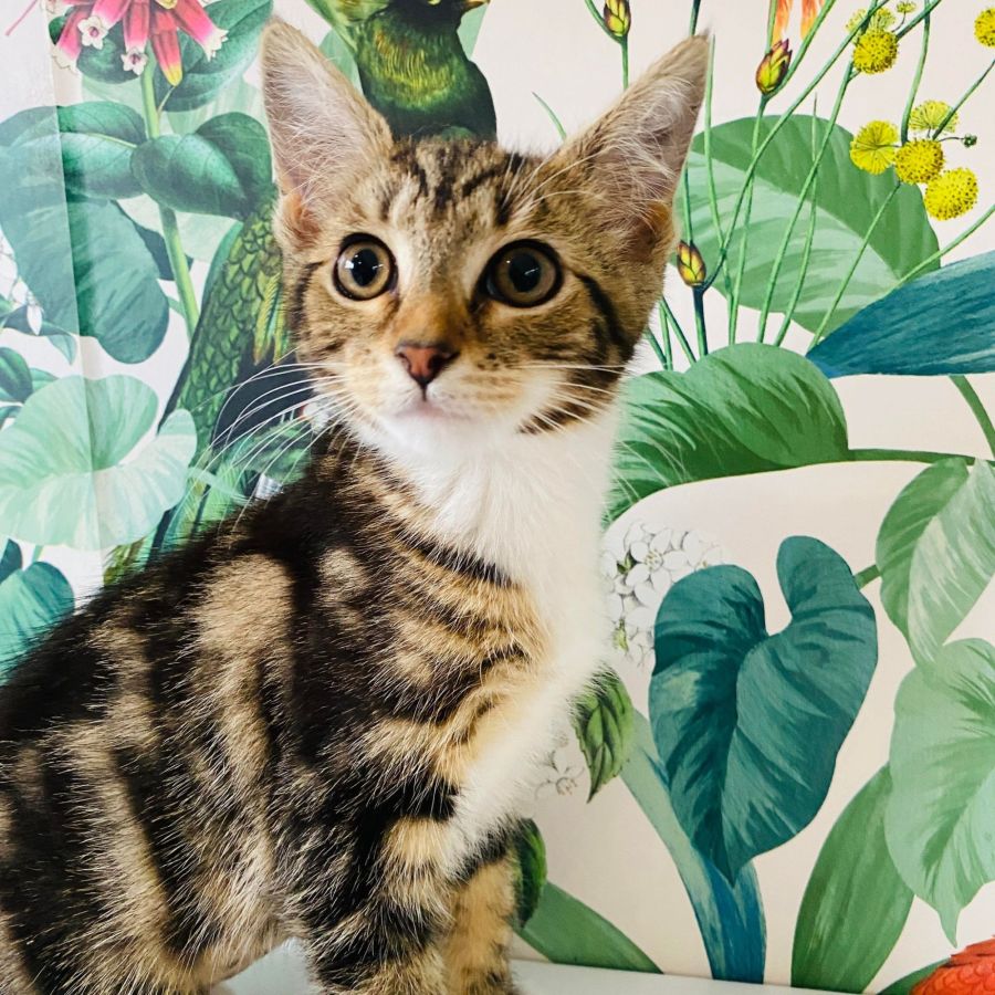 Fuller - Located in Hawthorn - Female Domestic Short Hair Cat in VIC ...