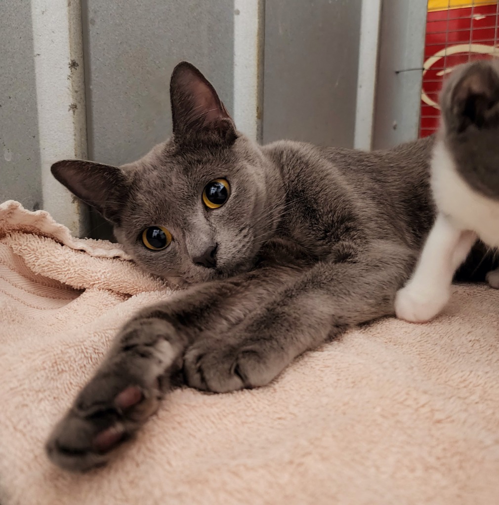 Ivy - Female Domestic Short Hair Cat in NT - PetRescue