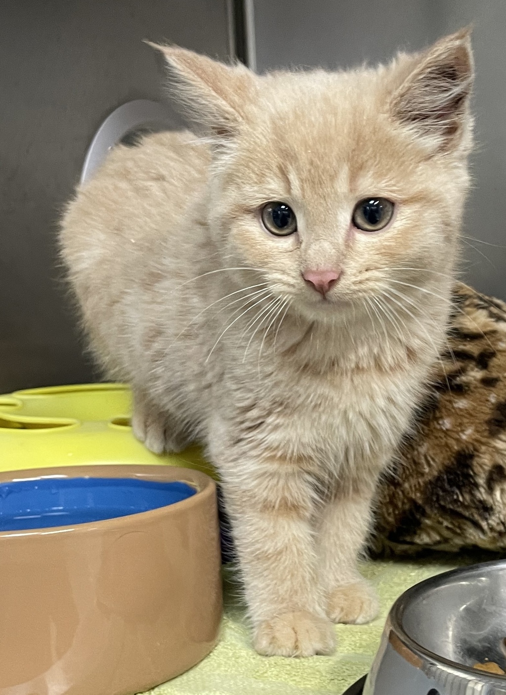 Moonface - Female Domestic Short Hair Cat in ACT - PetRescue