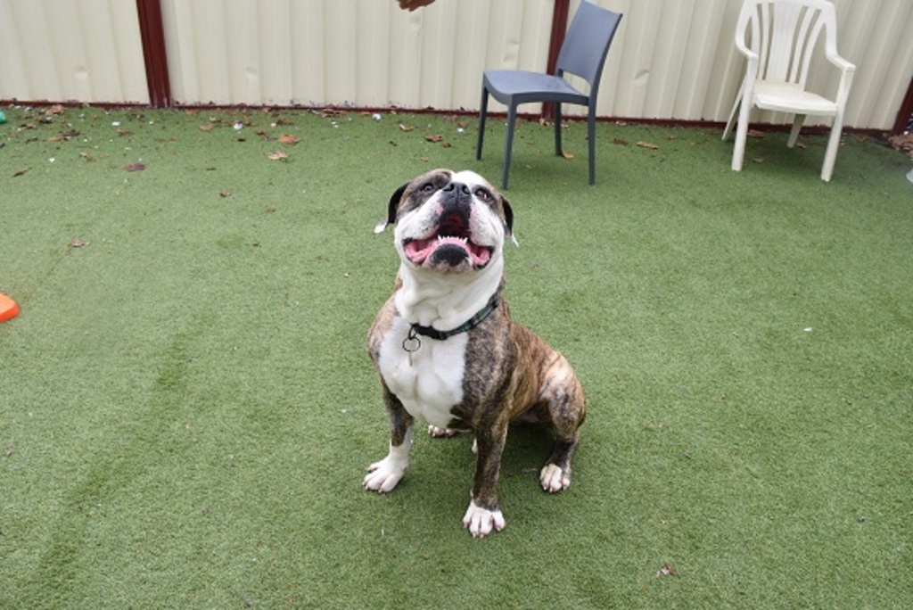 Karma - Large Male Australian Bulldog Mix Dog in VIC - PetRescue