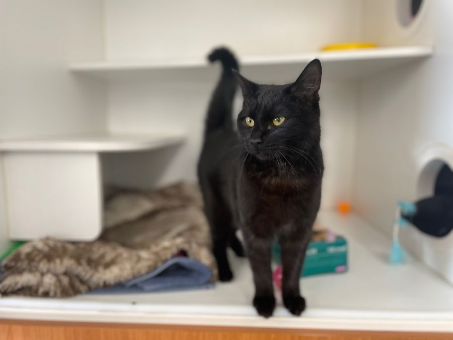 Raven - Female Domestic Short Hair Cat in VIC - PetRescue