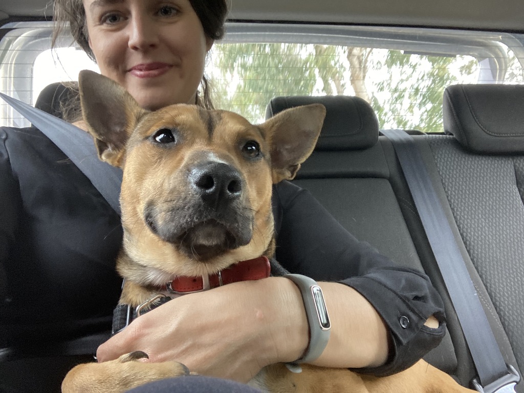 Ornn - Small Male Jack Russell Terrier x American Staffordshire Bull ...