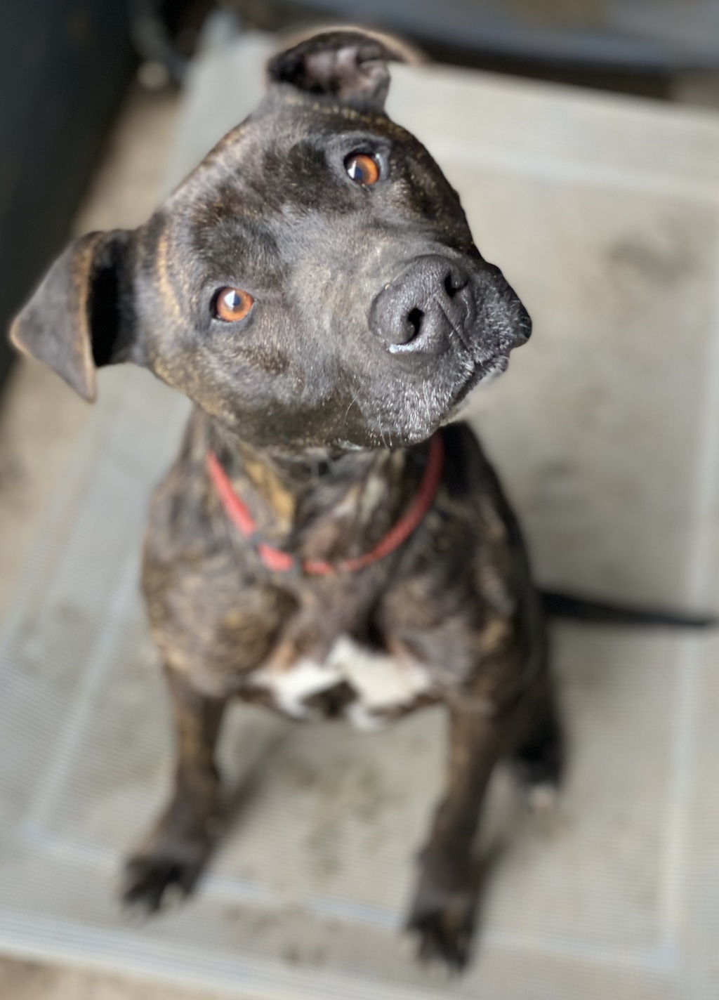 Grimm - Medium Male Staffordshire Bull Terrier Mix Dog in VIC - PetRescue