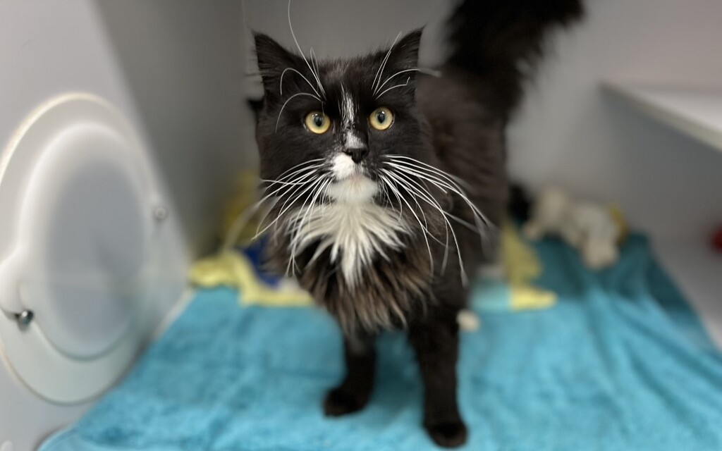 Valentino - Male Domestic Medium Hair Mix Cat in VIC - PetRescue