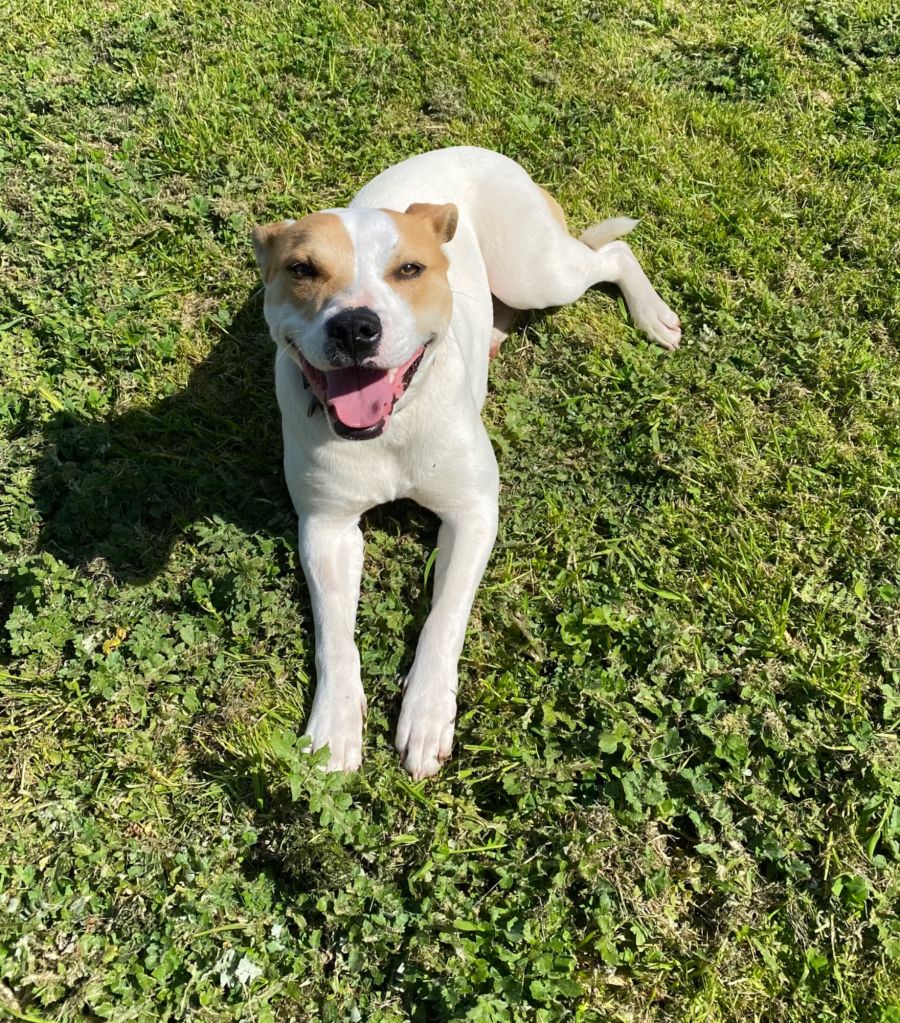 Bella - Medium Female Staffy Mix Dog in VIC - PetRescue