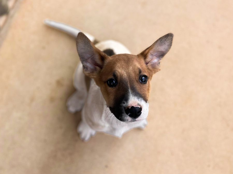 Mixie (DG22-375) - Large Female Mixed Breed Dog in NT - PetRescue