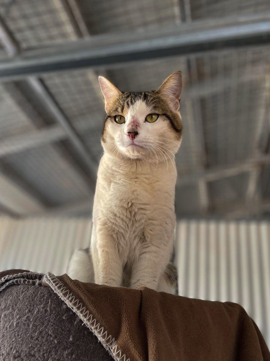 Jonty (CT22-408) - Male Domestic Short Hair Cat in NT - PetRescue