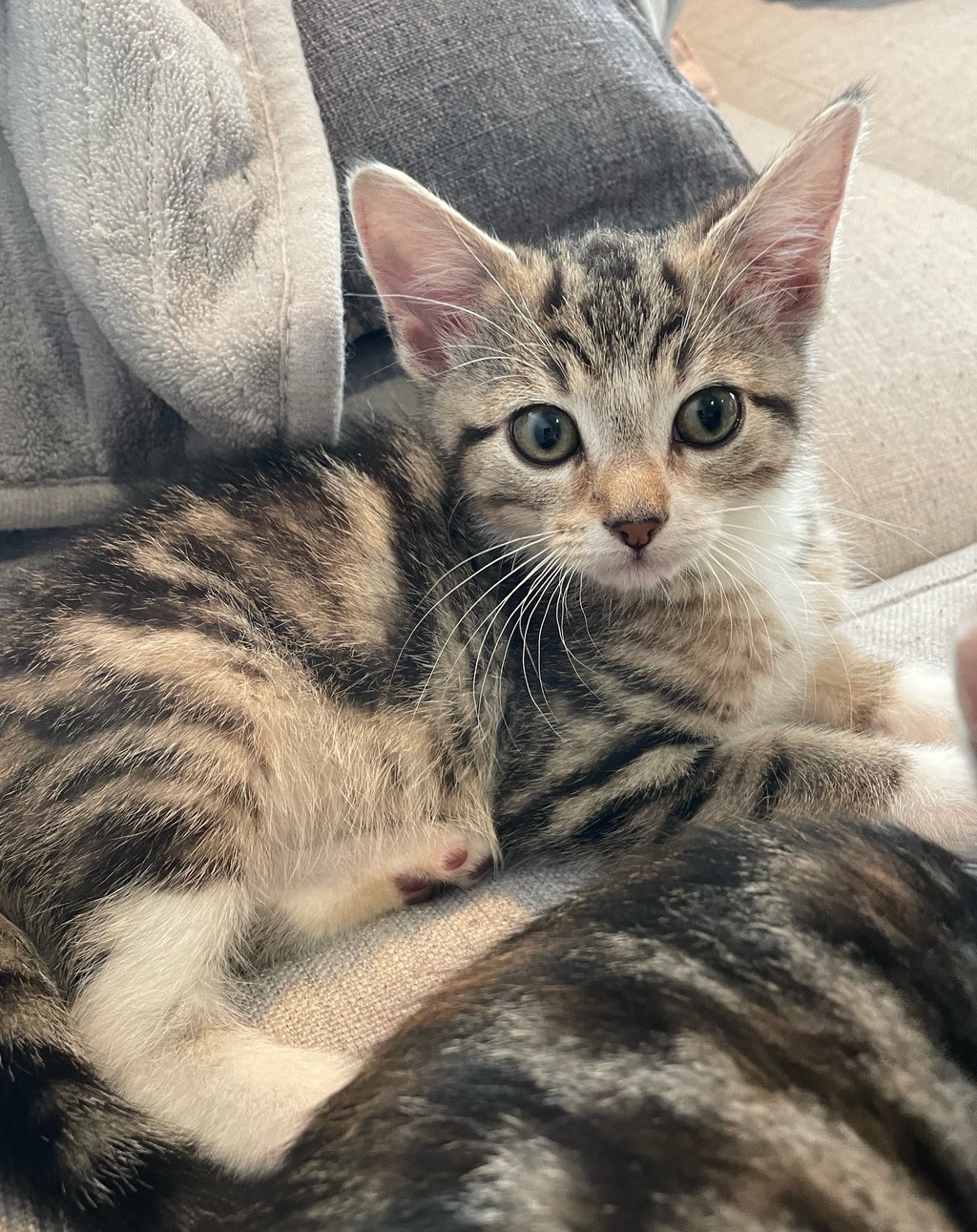 Jilly - Female Domestic Short Hair Mix Cat in NSW - PetRescue