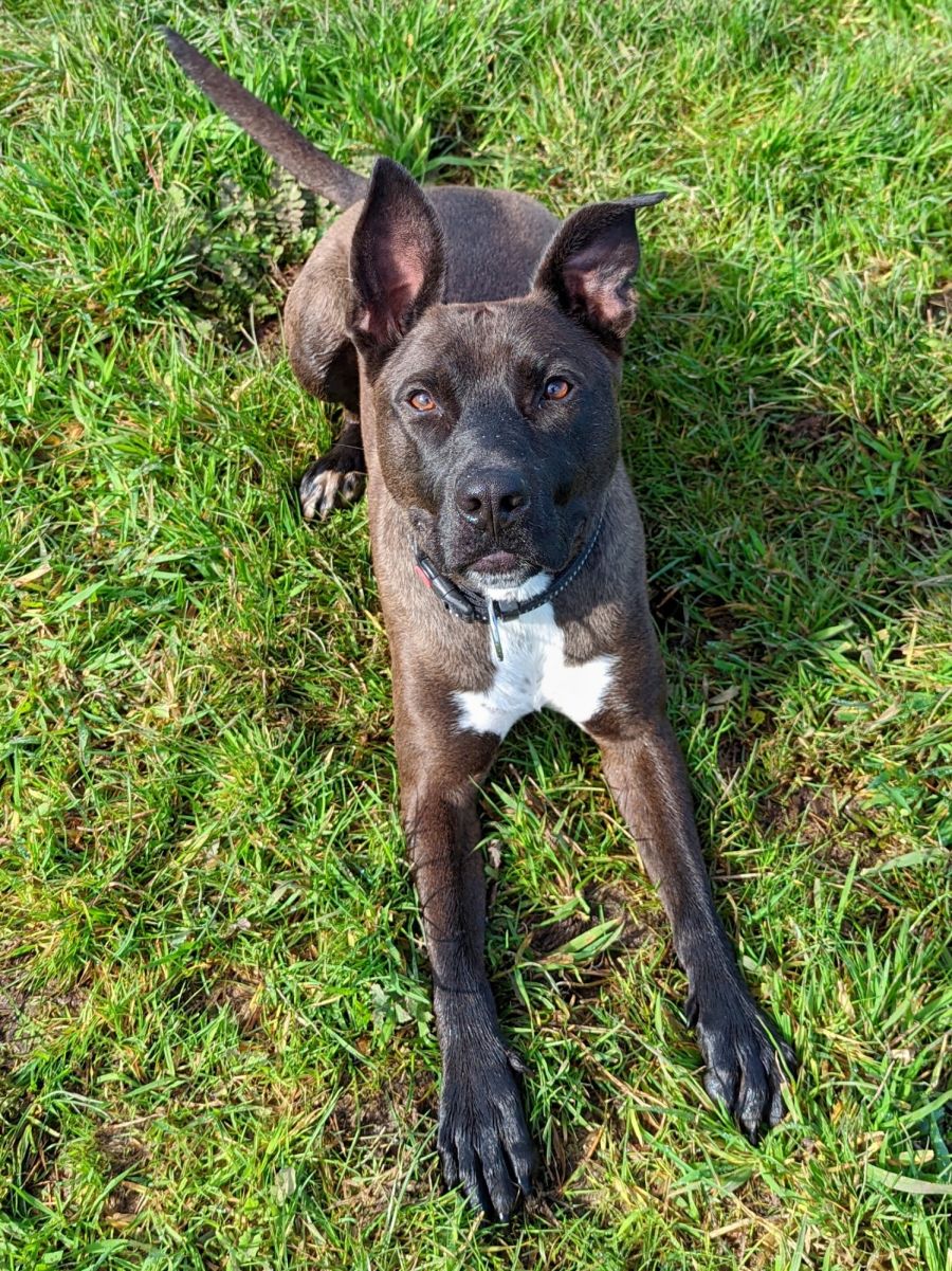 George - Medium Male Staffy Mix Dog in VIC - PetRescue