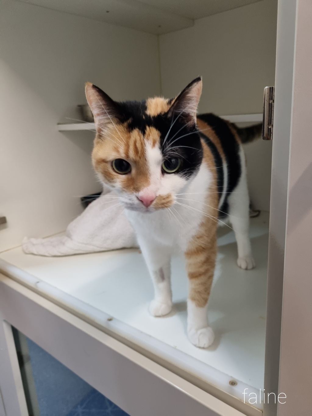 Faline - Female Dsh Mix Cat in WA - PetRescue