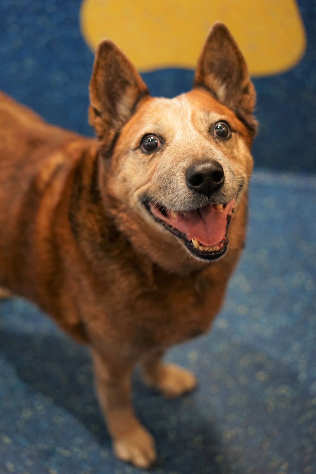 Coby - Large Male Australian Cattle Dog Mix Dog in QLD - PetRescue