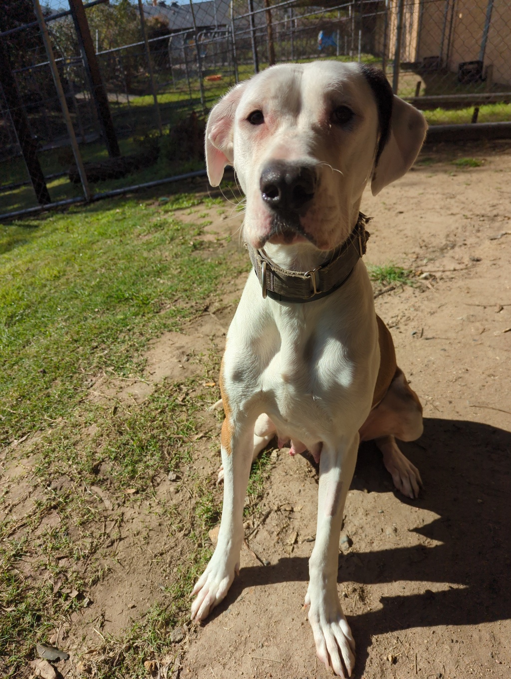 Blitzen - Large Female Bull Arab x Great Dane Mix Dog in QLD - PetRescue
