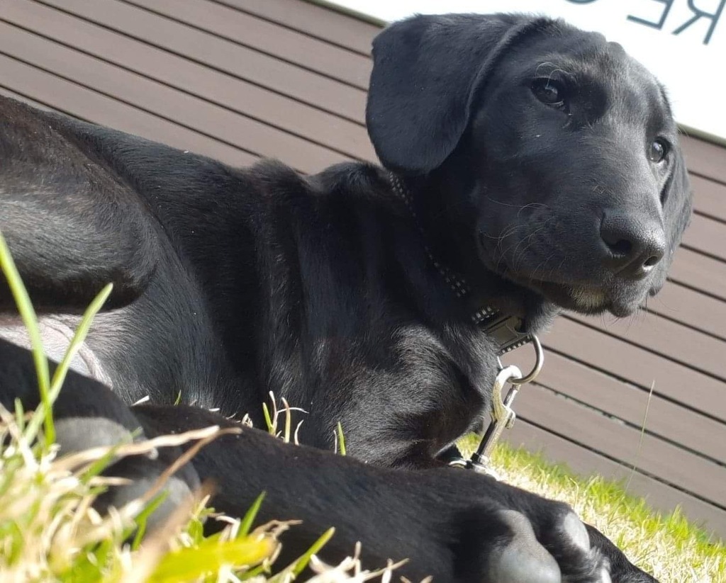 Koopa - Medium Male Bull Terrier x Cocker Spaniel Mix Dog in VIC ...