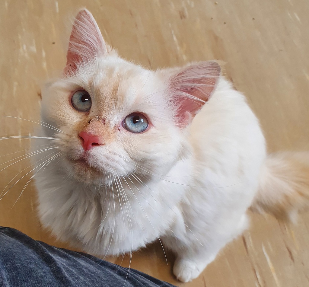 Ekko - Male Birman Mix Cat in QLD - PetRescue