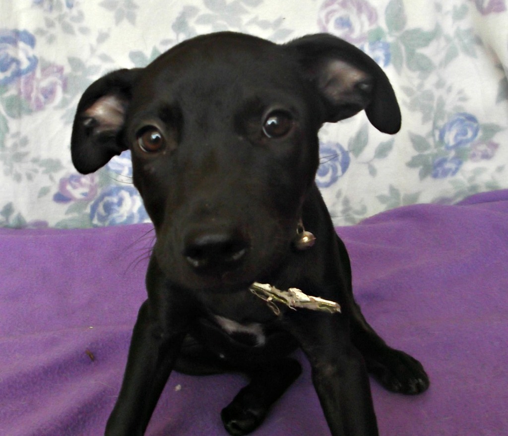 Jade - Small Female Rhodesian Ridgeback x English Staffordshire Bull ...