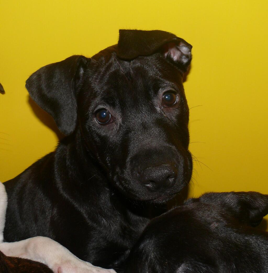 Bruce - Medium Male Rhodesian Ridgeback x English Staffordshire Bull ...