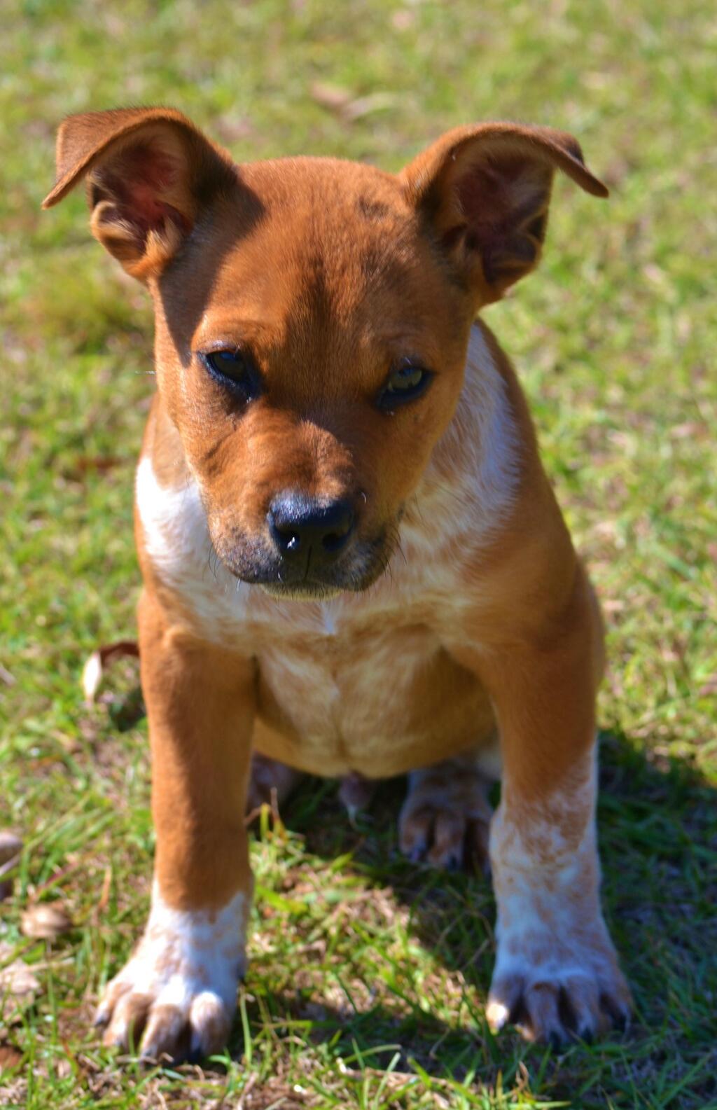 Maverick - Medium Male American Bulldog x Australian Stumpy Tail Cattle ...