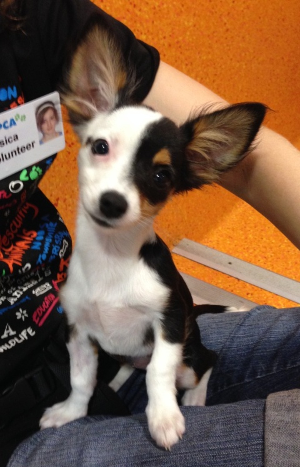 Bella - Small Female Miniature Fox Terrier x Papillon Mix Dog in QLD ...