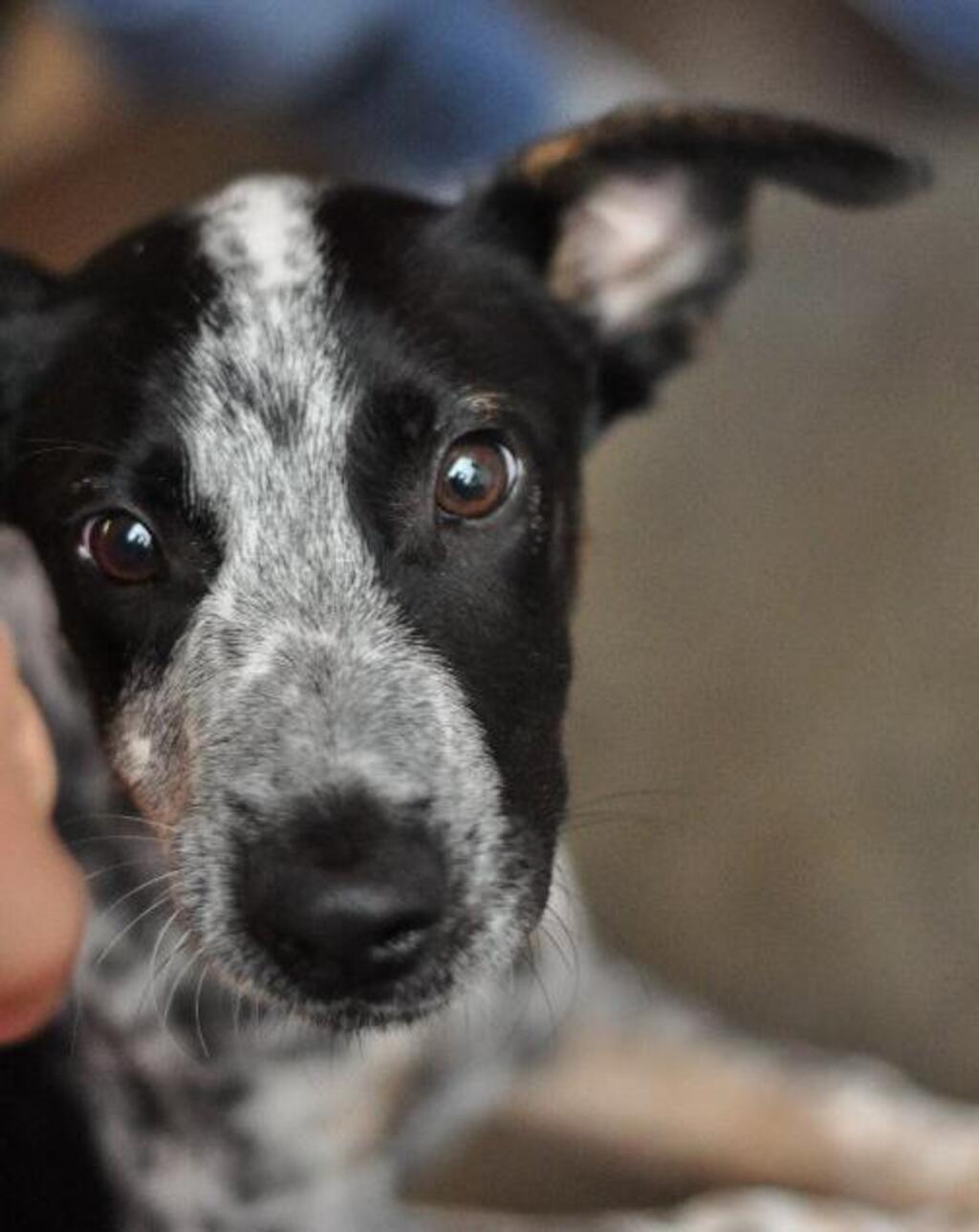 Rabit - Medium Male Border Collie x German Shorthaired Pointer Mix Dog ...