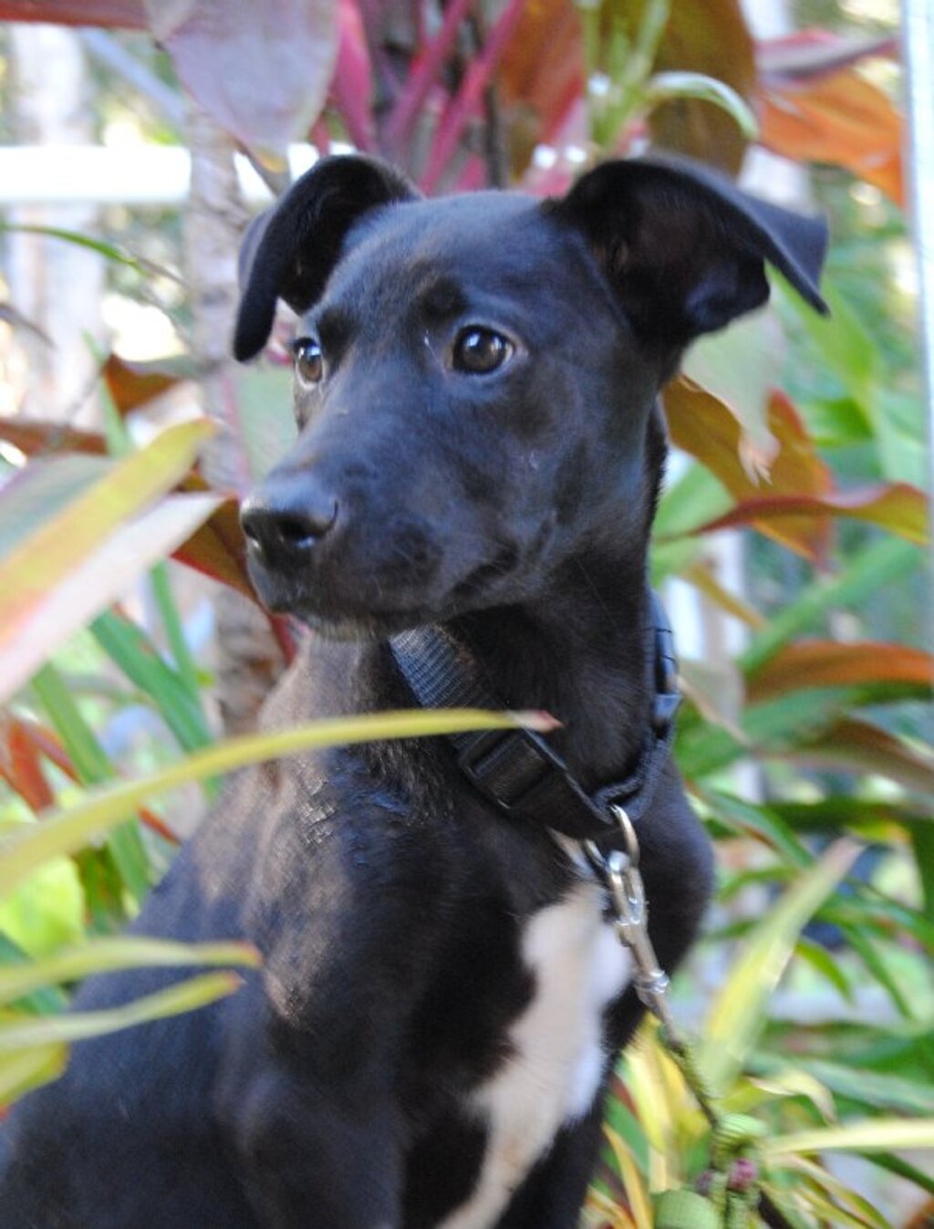 Mia - Medium Female Kelpie x Labrador Retriever Mix Dog in QLD - PetRescue