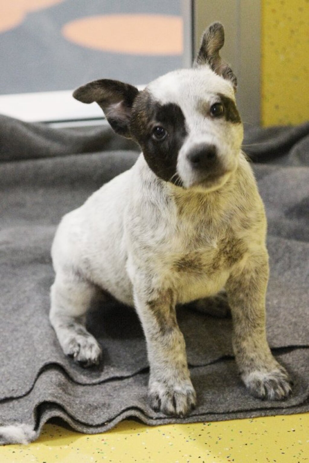 Corkie - Small Male Australian Cattle Dog x English Staffordshire Bull ...
