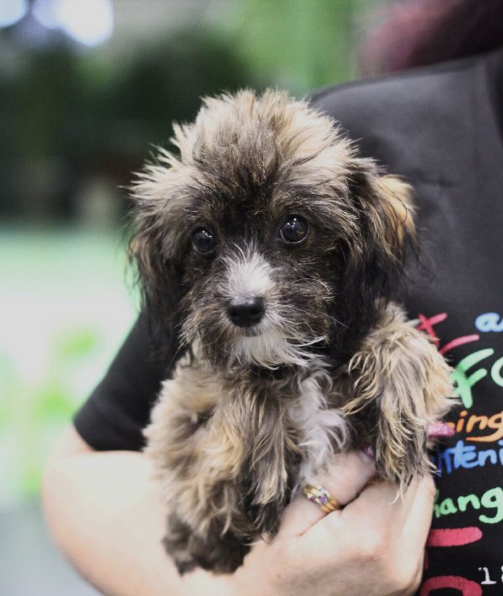 Scruffy - Small Male Australian Silky Terrier x Poodle Toy Mix Dog in ...