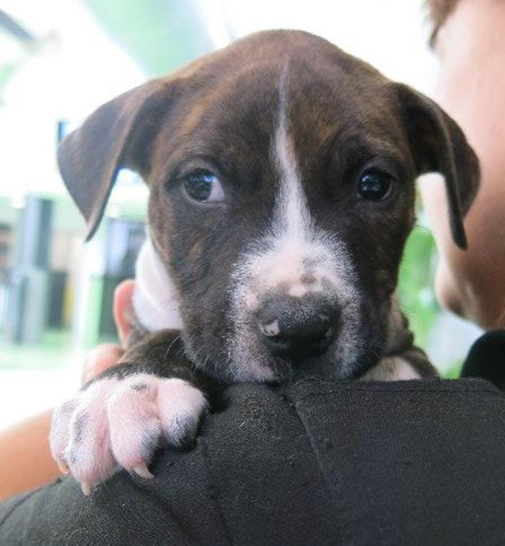 Milo - Medium Male Australian Cattle Dog x Boxer Mix Dog in QLD - PetRescue
