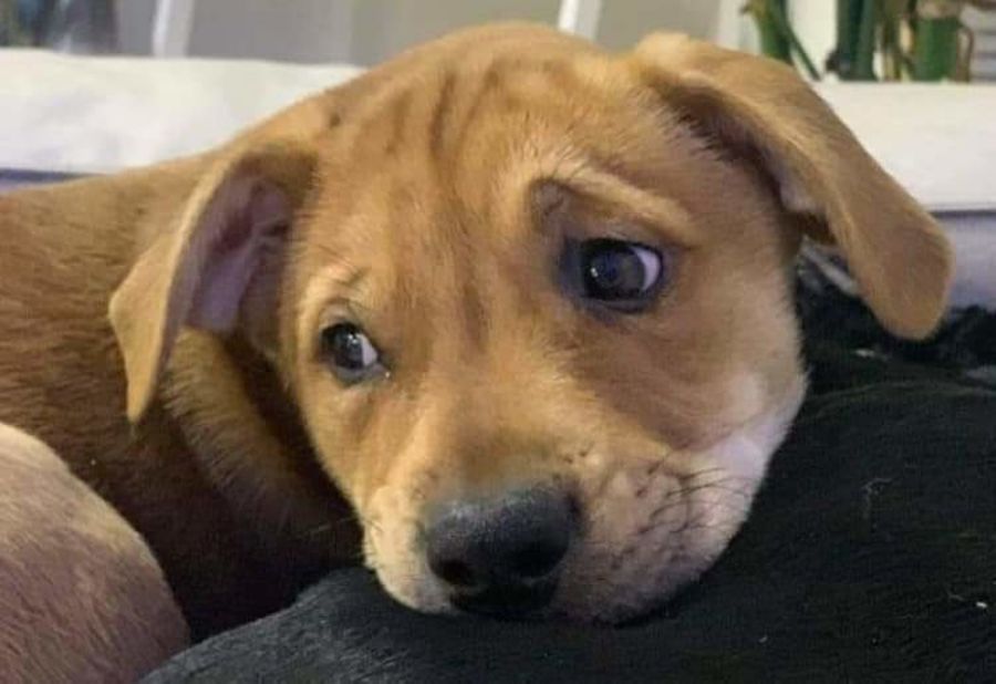 Patty - Large Female Labrador x Rhodesian Ridgeback Mix Dog in VIC ...