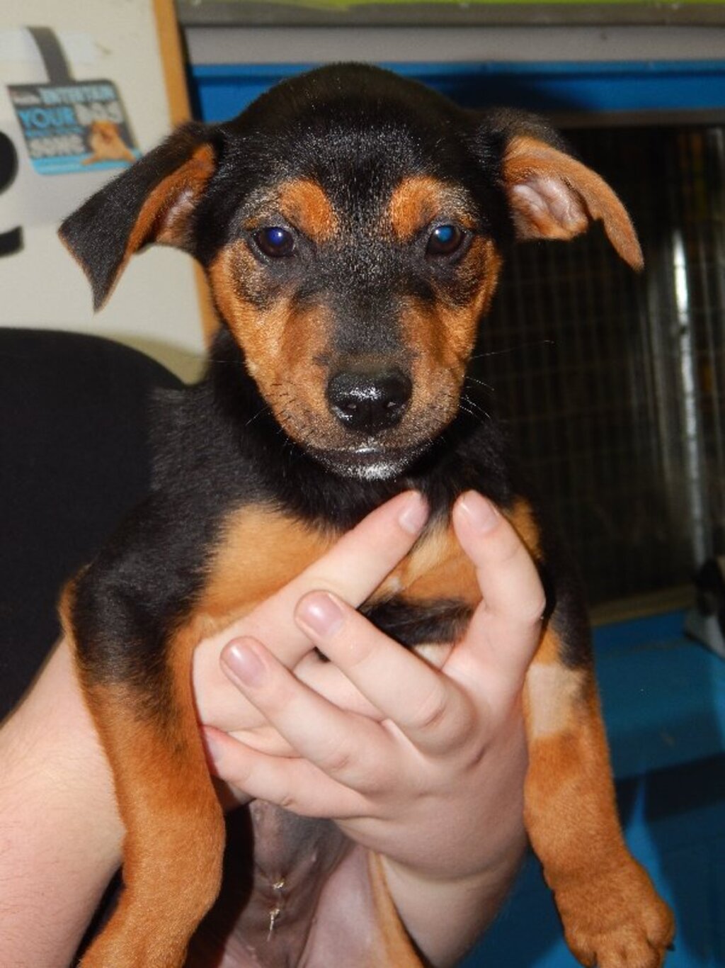 Layah - Small Female Kelpie x Rhodesian Ridgeback Mix Dog in QLD ...