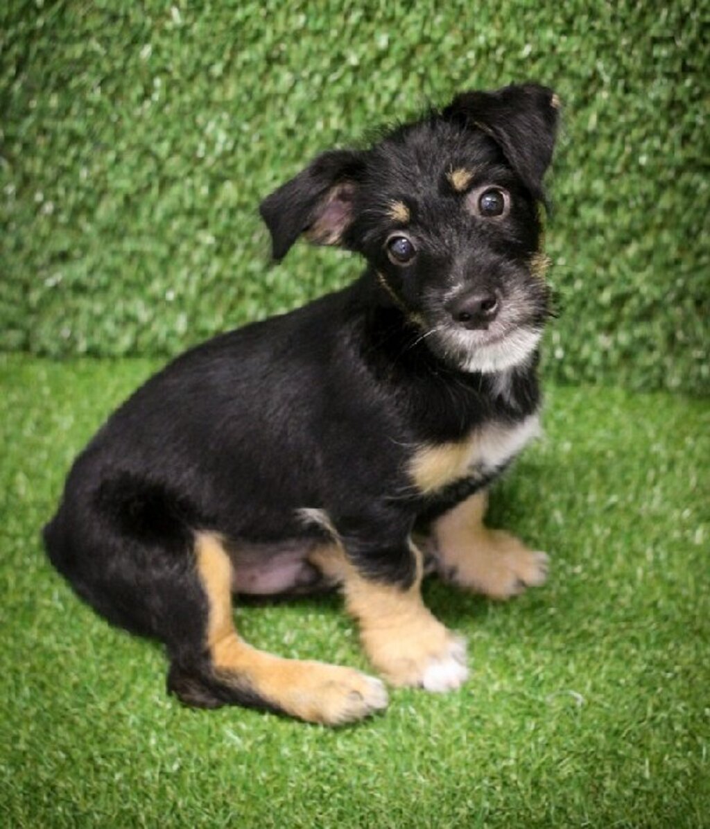 Derek - Medium Male Fox Terrier x Tasmanian Smithfield Dog Mix Dog in ...