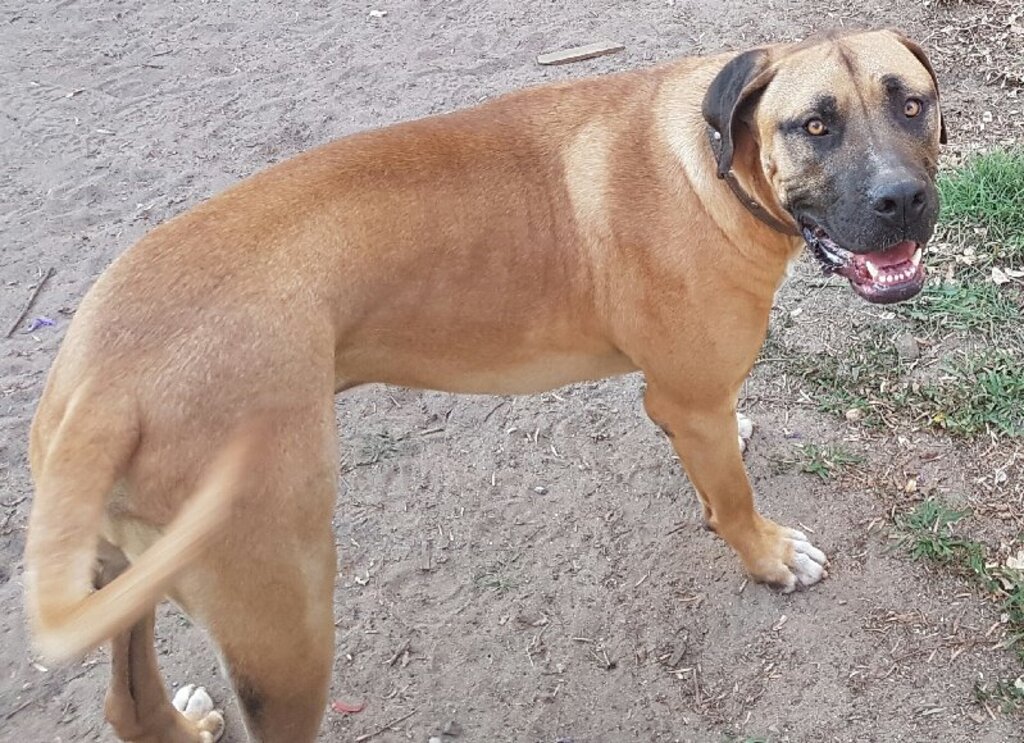 Gunner - Large Male Great Dane x English Mastiff Mix Dog in QLD - PetRescue
