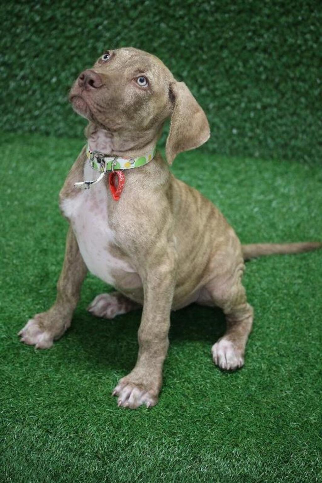 Cayson - Large Male Bull Arab x Neapolitan Mastiff Mix Dog in QLD ...