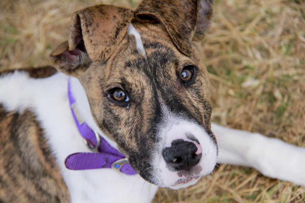 George - Small Male Rhodesian Ridgeback x Lurcher Mix Dog in QLD ...
