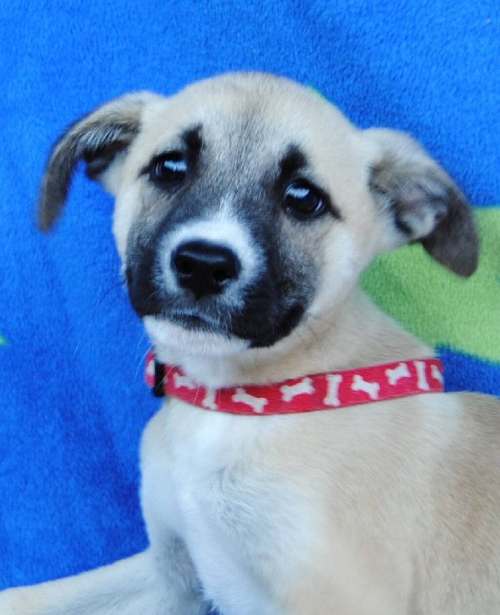 Lucy - Medium Female Alaskan Malamute x Boxer Mix Dog in QLD - PetRescue