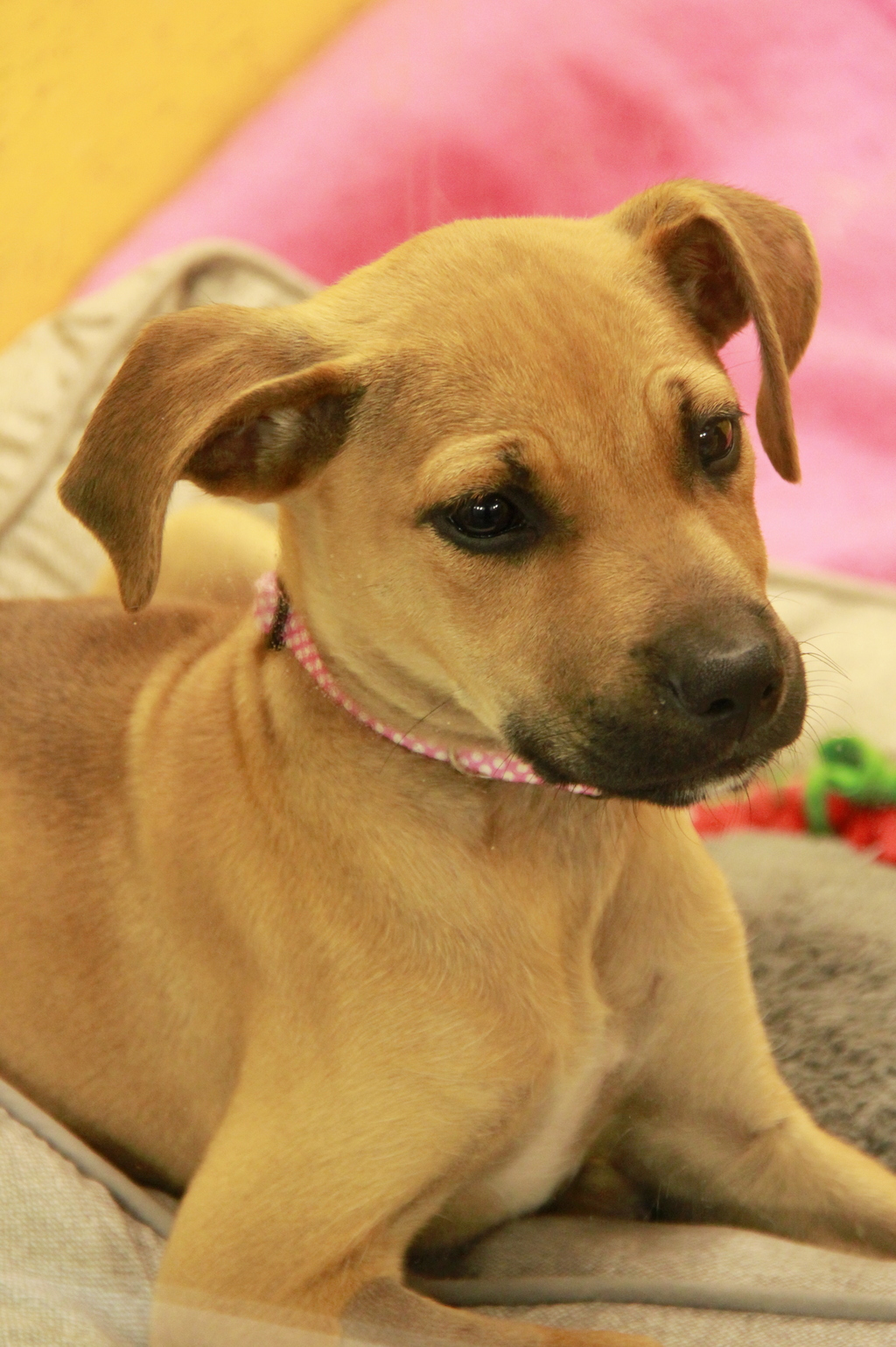 Stella - Medium Female Rhodesian Ridgeback x Rottweiler Mix Dog in QLD ...