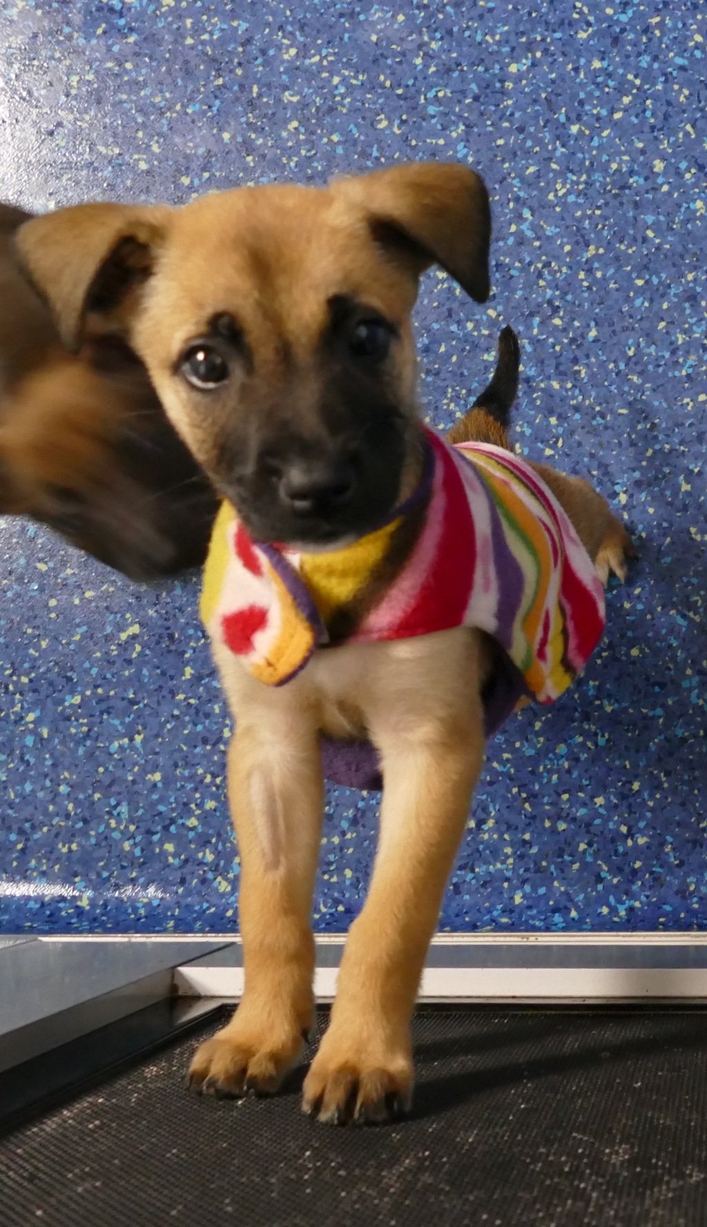 Narla - Medium Female Belgian Shepherd Malinois x English Mastiff Mix ...