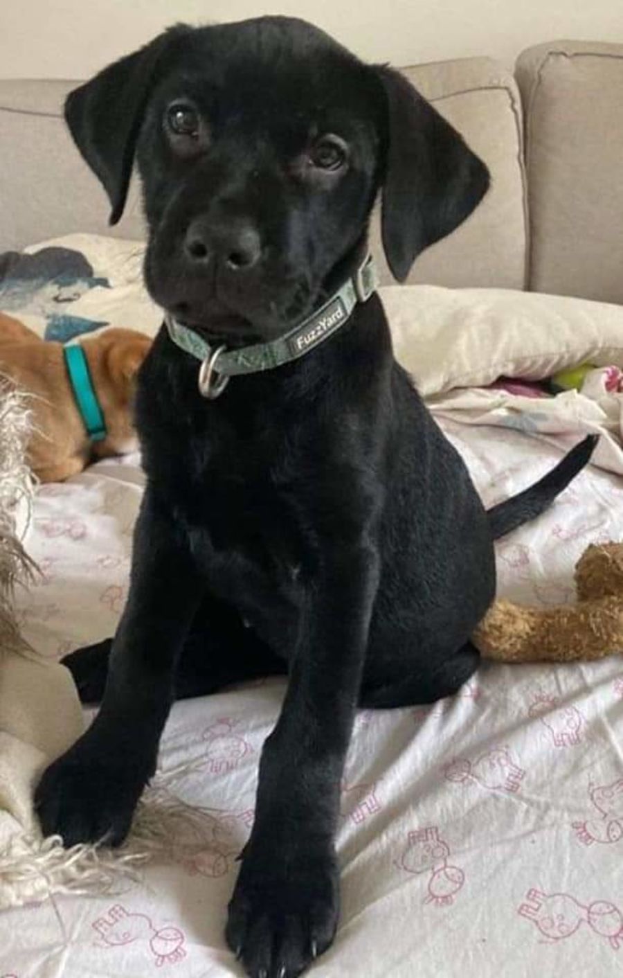 Selma - Large Female Labrador x Rhodesian Ridgeback Mix Dog in VIC ...