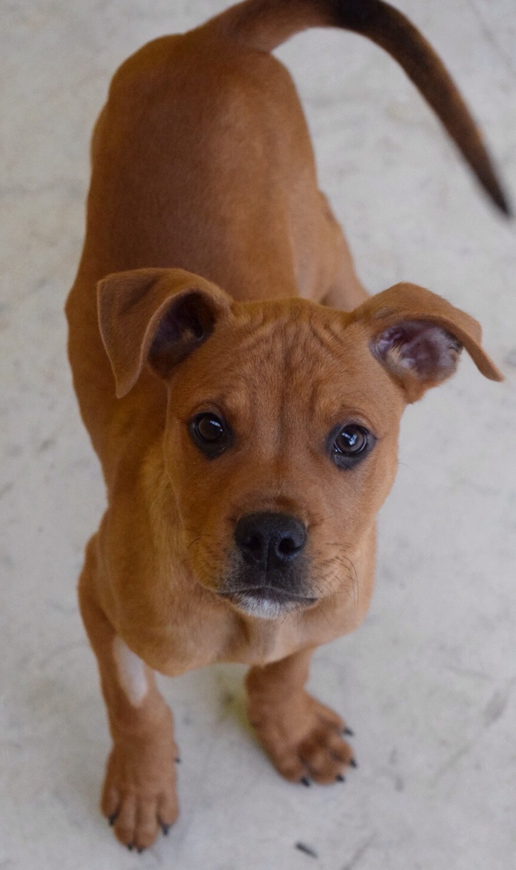 Honey (dusty) - Large Female Rhodesian Ridgeback x English ...