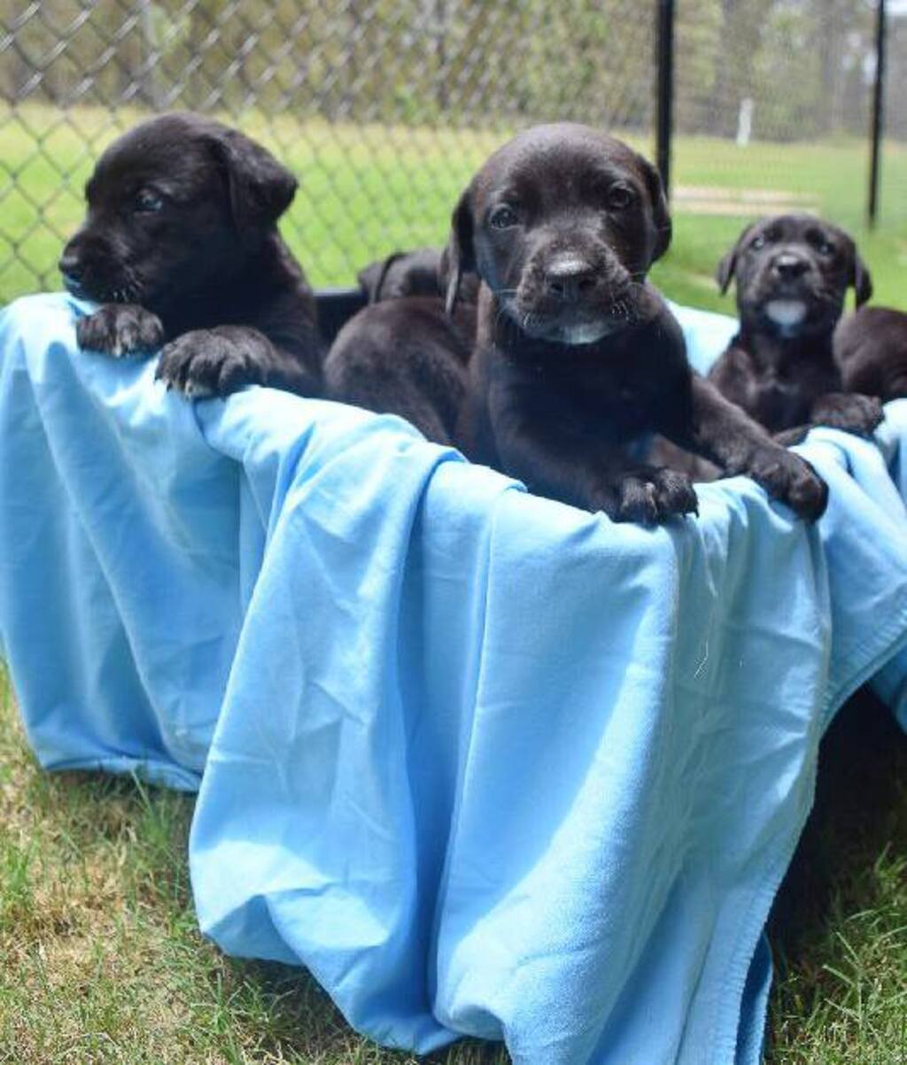 Mia - Small Female Irish Wolfhound x Labrador Retriever Mix Dog in QLD ...