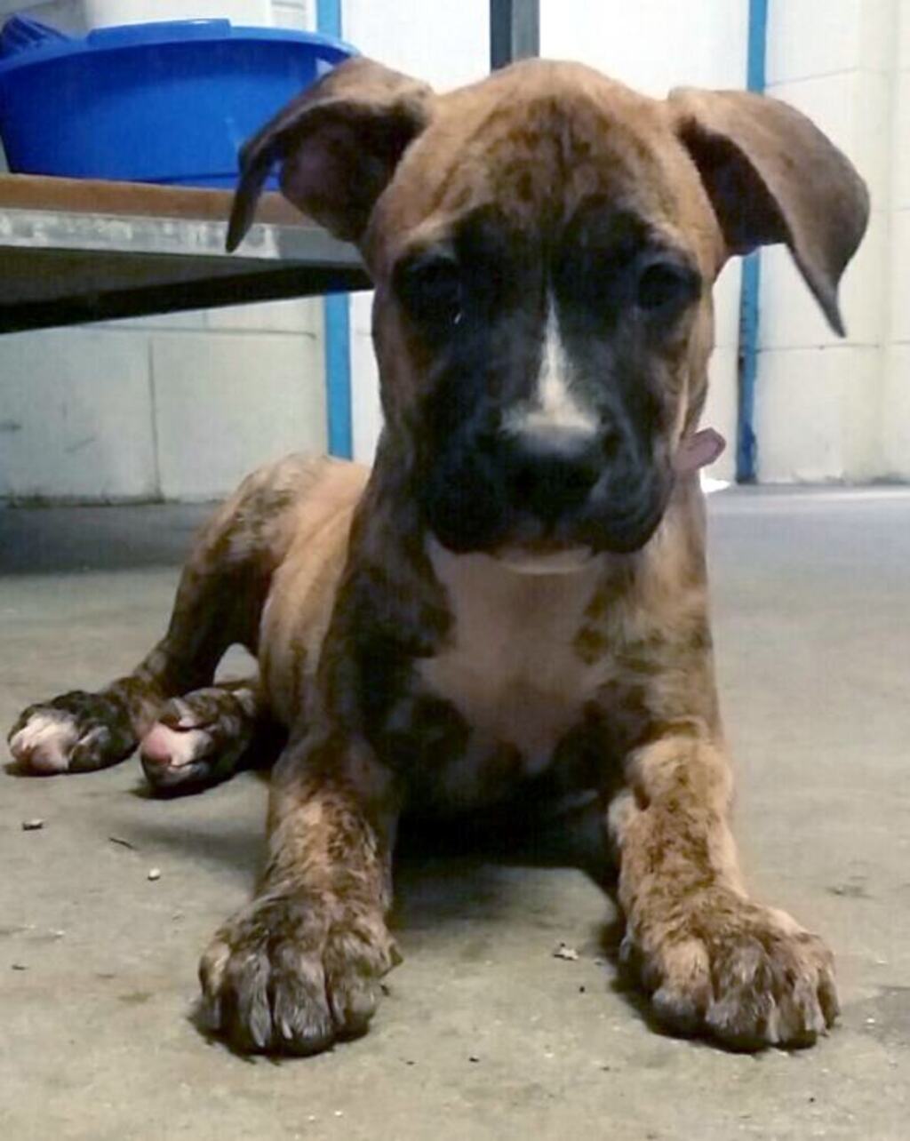 Flick - Small Female Boxer x English Staffordshire Bull Terrier Mix Dog ...