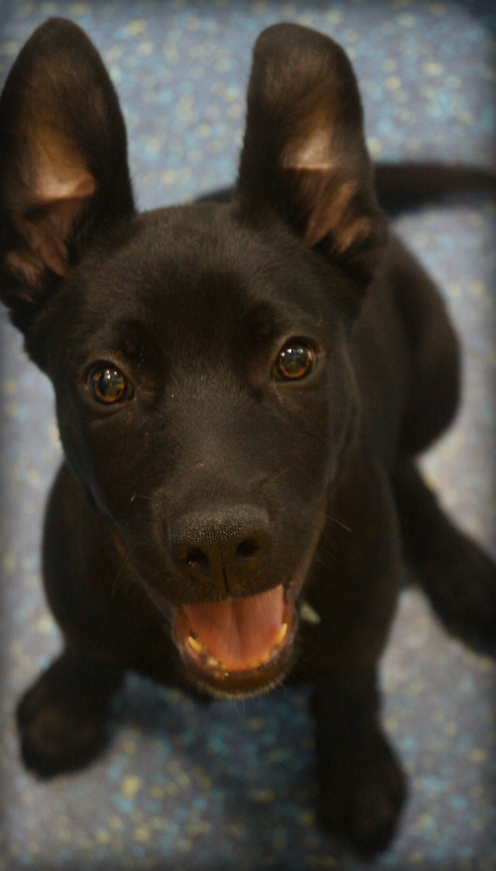 Bram - Medium Male German Shepherd x English Pointer Mix Dog in QLD ...