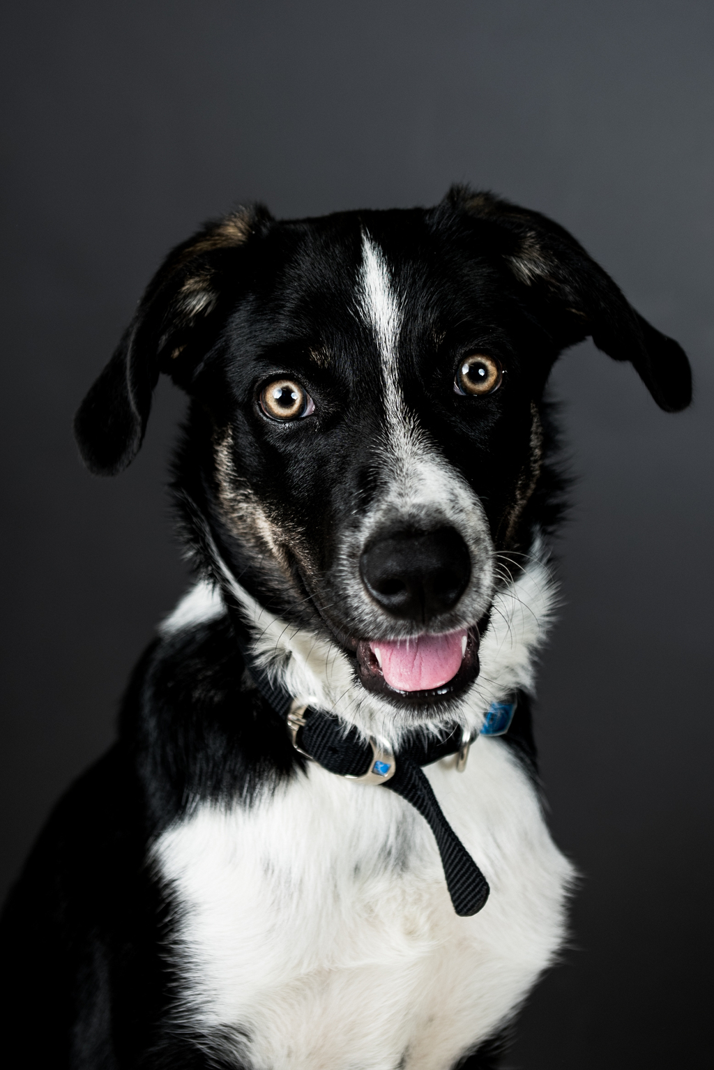 Dougie - Medium Male Border Collie x New Zealand Huntaway Mix Dog in ...