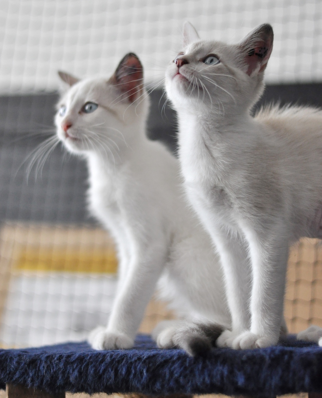 Lola - Female Domestic Short Hair x Snowshoe Mix Cat in QLD - PetRescue