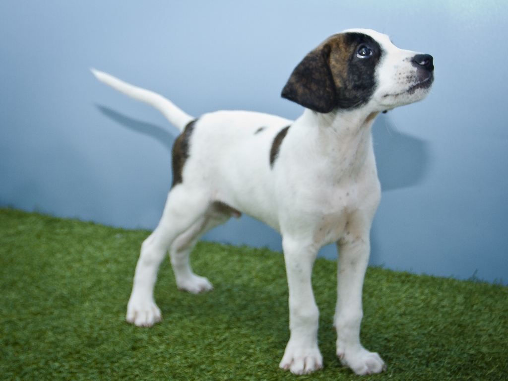 Leo - Medium Male English Pointer x English Staffordshire Bull Terrier ...