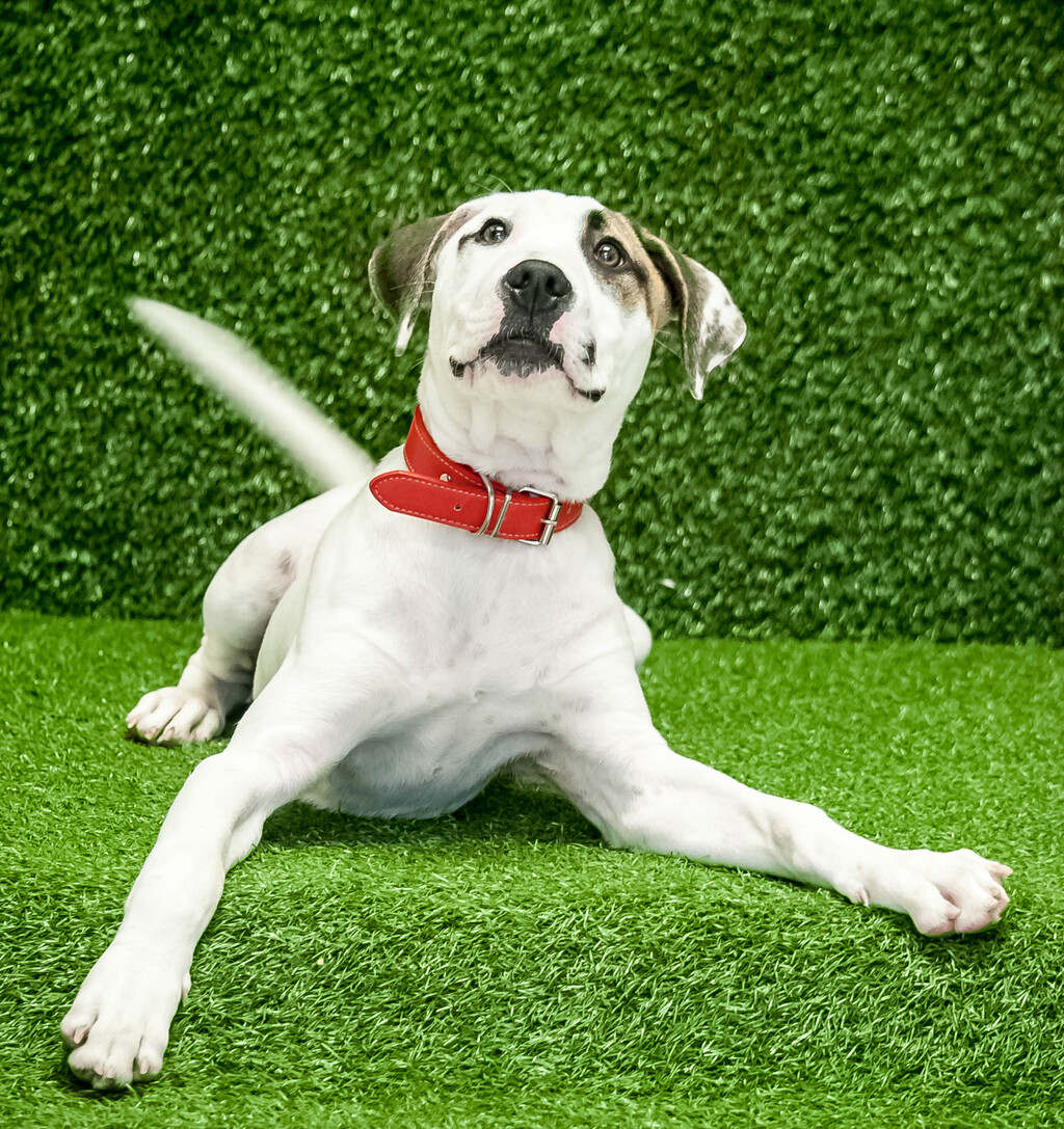 Pluto - Large Male Bull Terrier x Great Dane Mix Dog in QLD - PetRescue