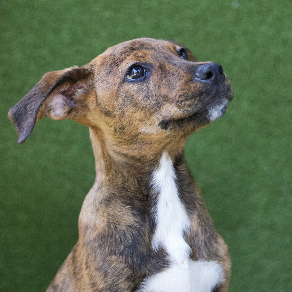 Roger - Large Male Staghound x English Staffordshire Bull Terrier Mix ...